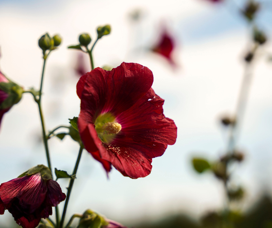 Love Is In The Air This February At Silver Forest - Silver Forest